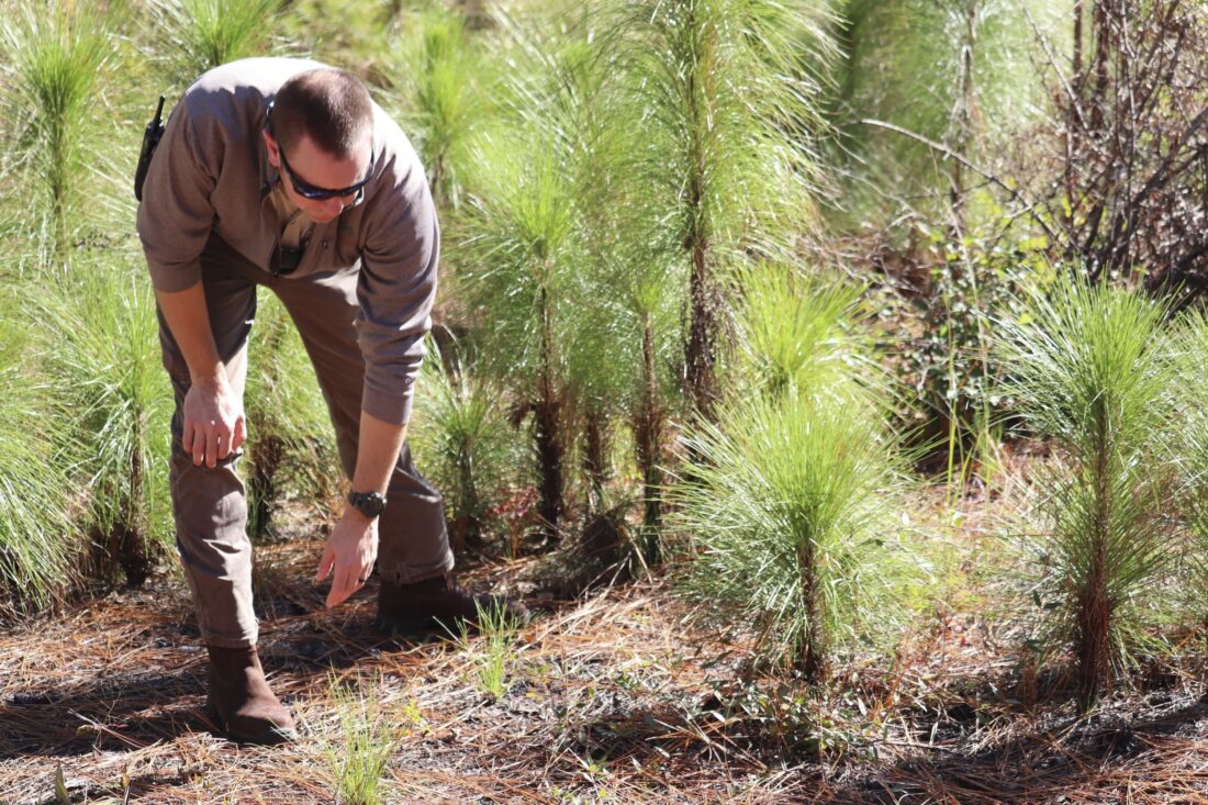 A US pine species thrives when burnt. Southerners are rekindling a ...